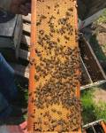 Beekeeping Classes – D & J Apiary