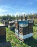 Beekeeping Classes – D & J Apiary