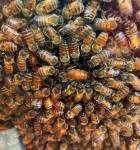 Beekeeping Classes – D & J Apiary