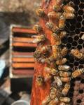 Beekeeping Classes – D & J Apiary